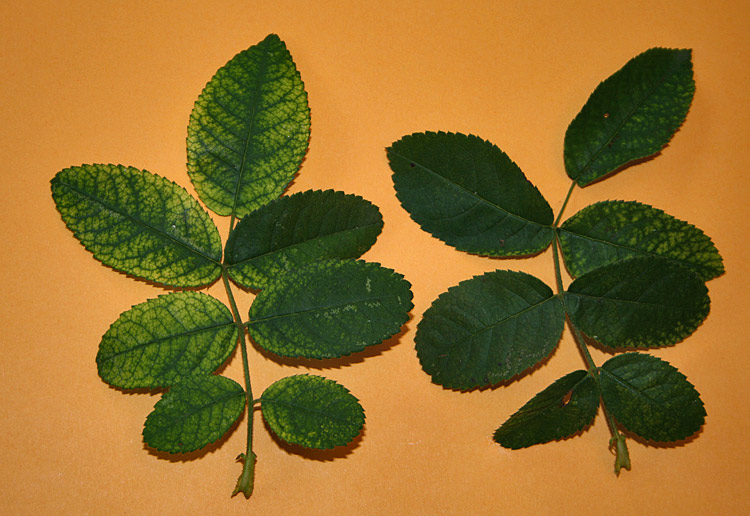 Uebigau Gartenbau Frauenfeld: Fotogalerie